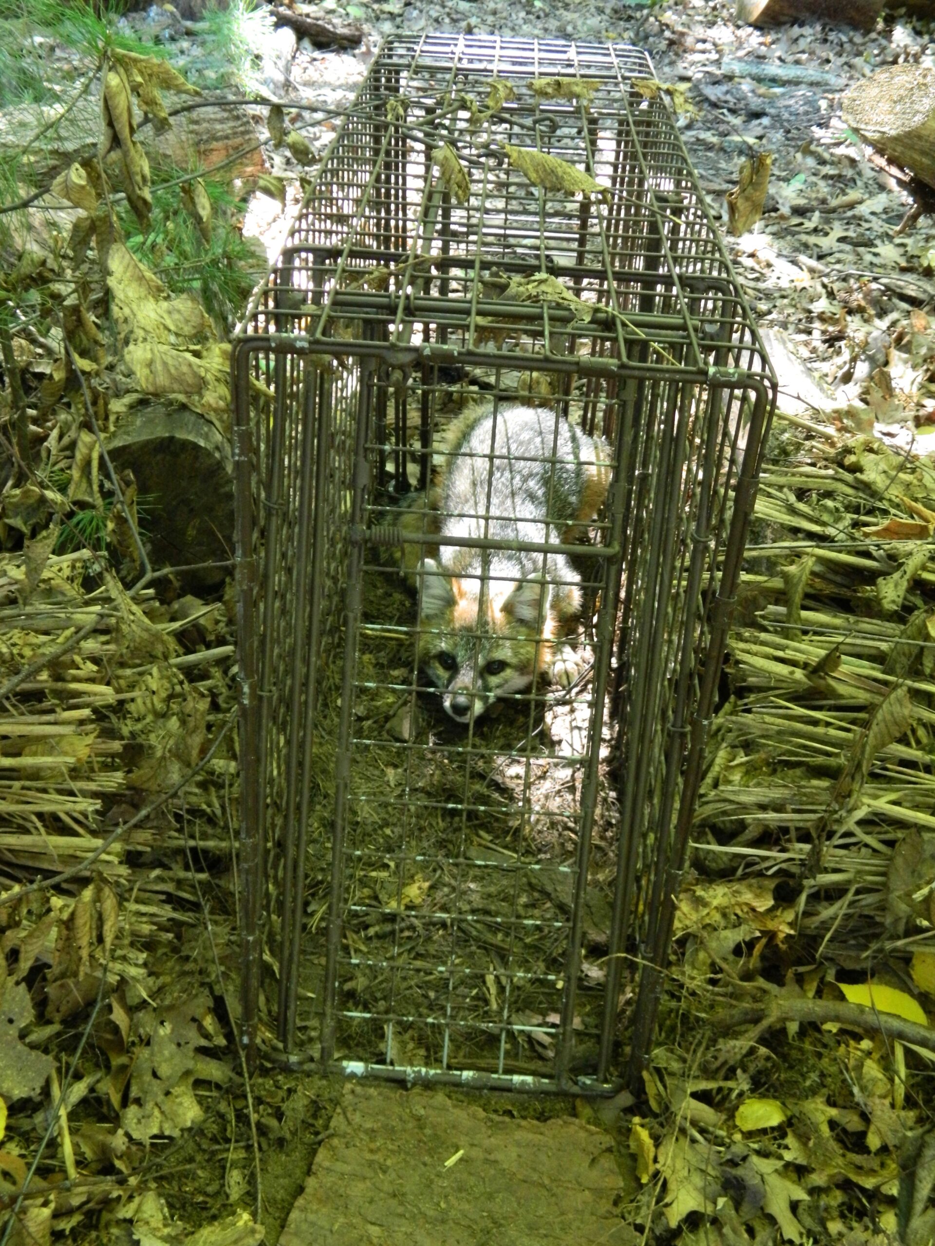 Wire Triggered, Powered Door, Bobcat / Fox Cage Traps in Action ...