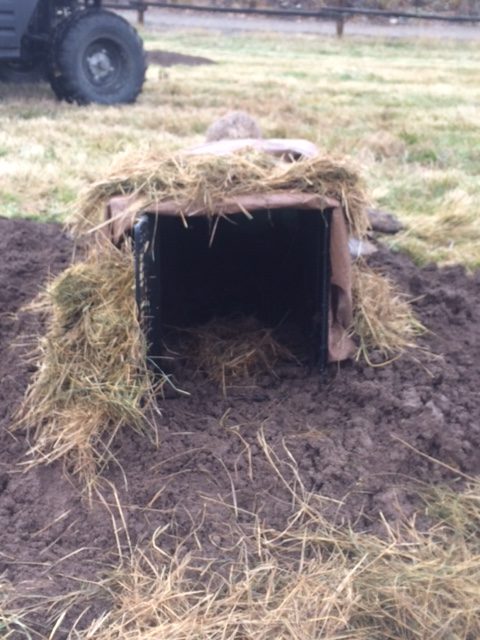 First time Badger trapper uses a 12x12 Comstock Cage Trap to catch a ...