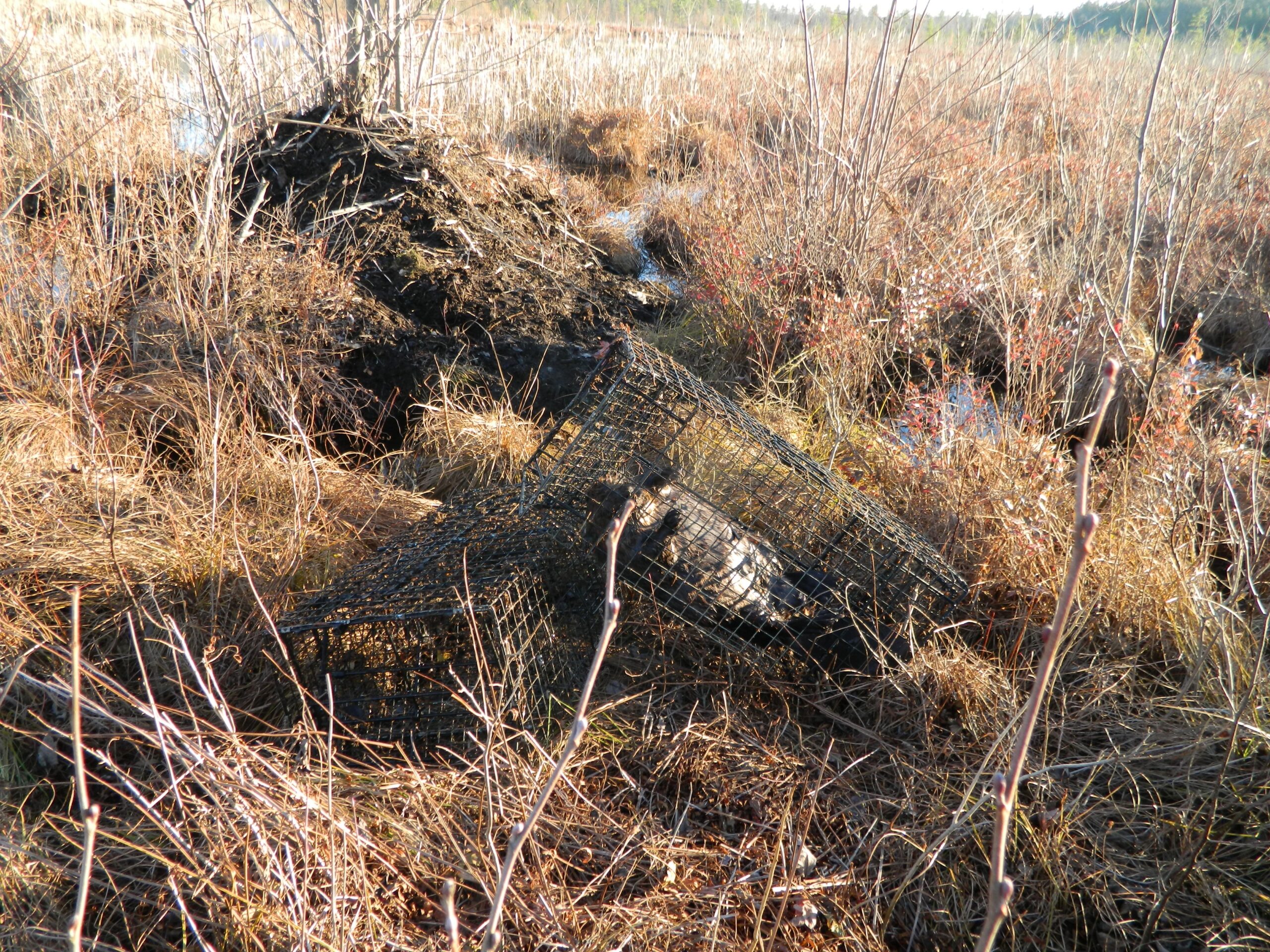 Trapping Bog Beaver Colonies with Comstock Swim Through Beaver Cage ...