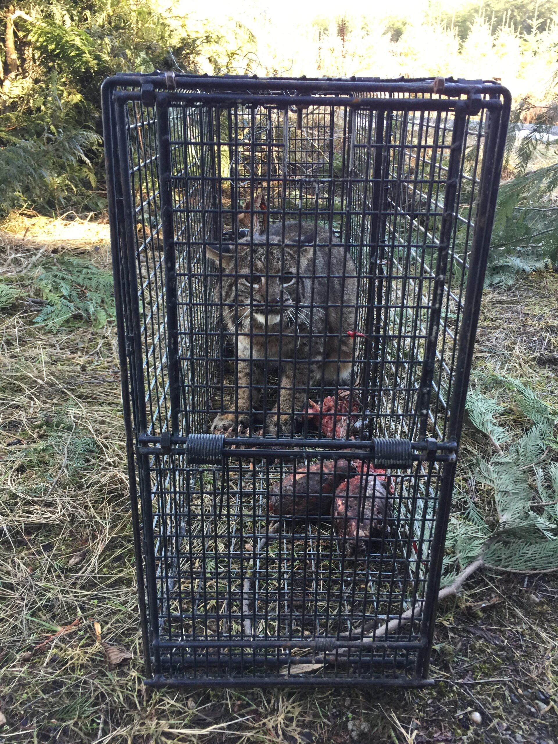 Bobcats in Comstock Bifold Door Cage Traps in Washington! - Comstock Custom Cage