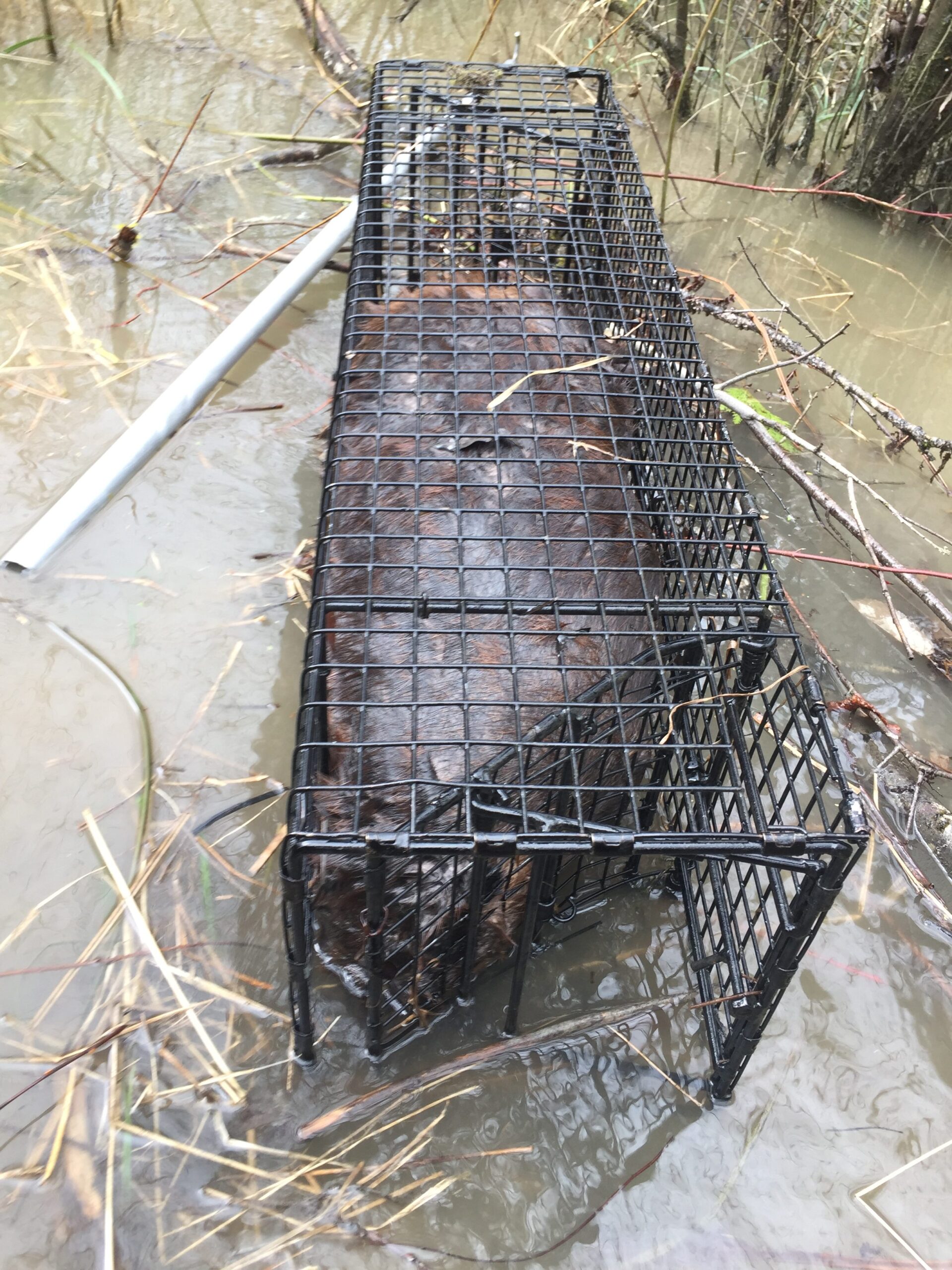 Big Beaver in Smaller Swim Through Comstock Cage Traps, 10hx12w Opening ...