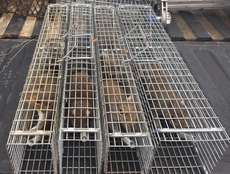 Using Comstock Swing Panel Squirrel Traps - Comstock Custom Cage