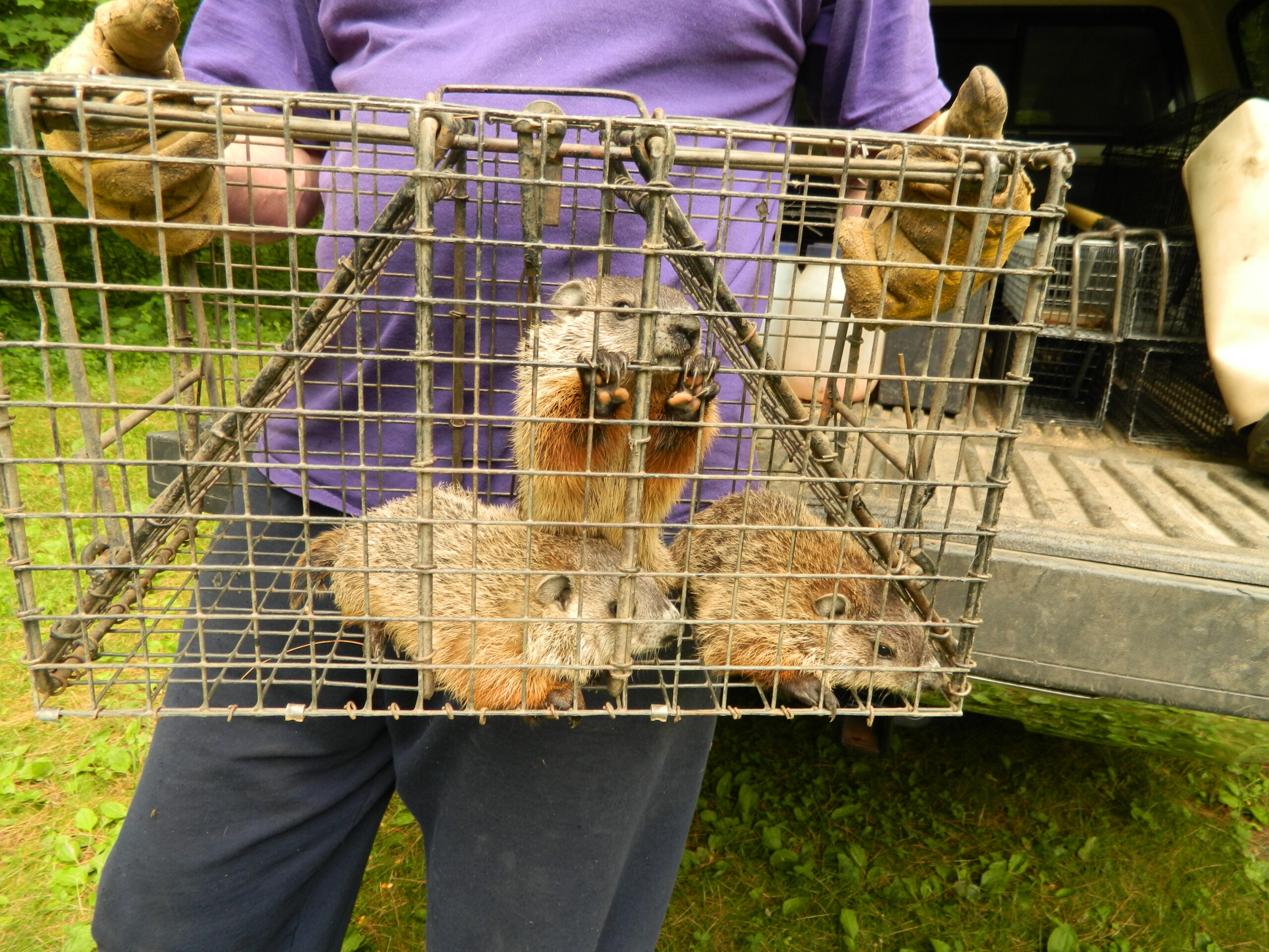 Woodchuck Triplets in an 18 inch 9x11 Comstock Cage Trap - Comstock ...