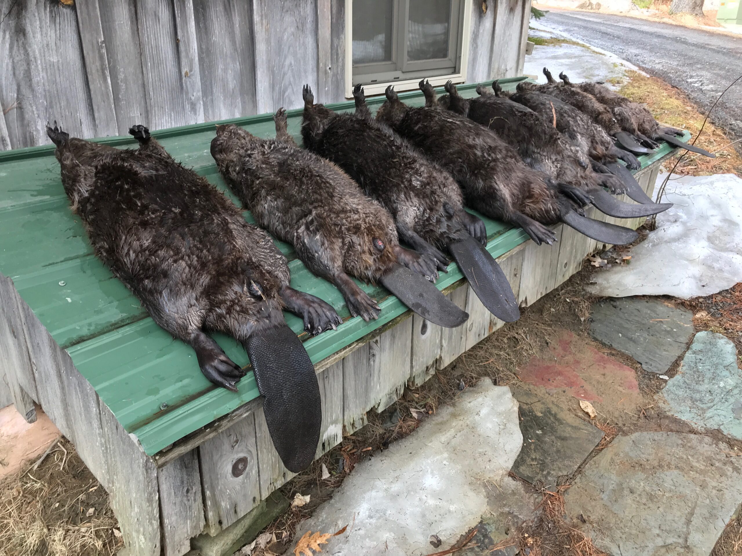 Stacking Comstock Swim Through Beaver Cage Traps - Comstock Custom Cage