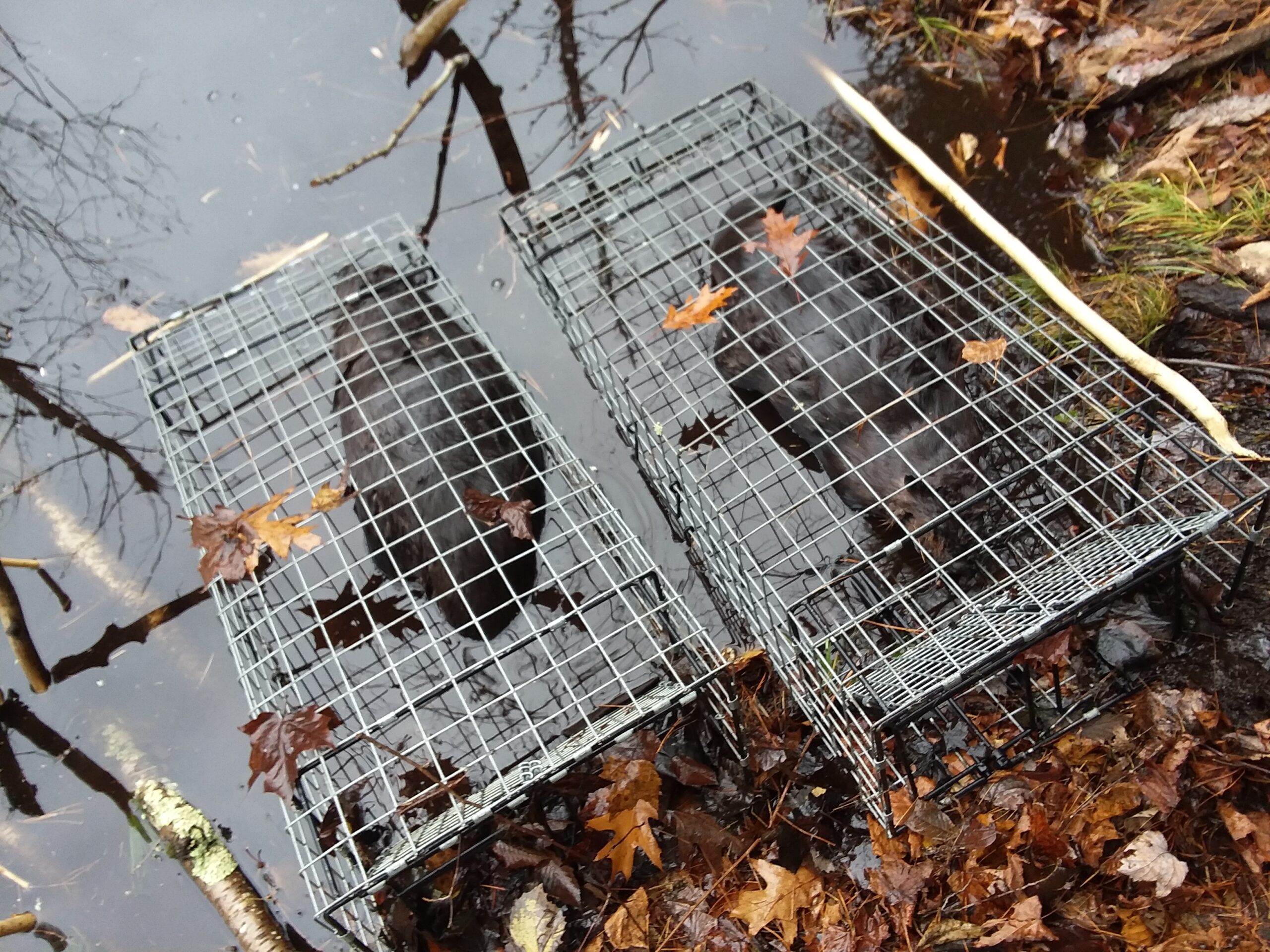 Best Beaver Traps – Durable & Humane Trapping Solutions