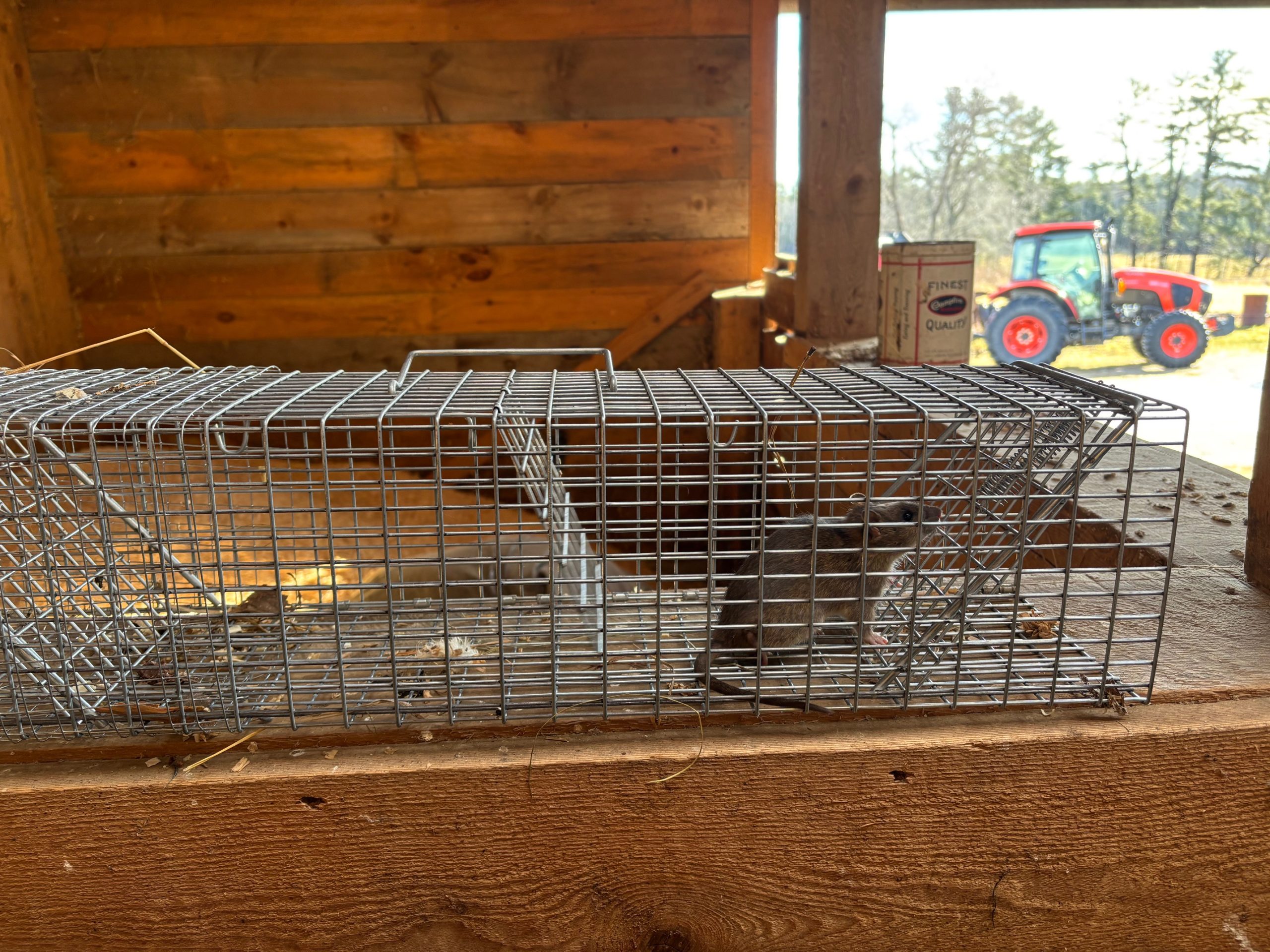 Barn Rats in the Comstock Swing Panel Cage ! – Comstock Custom Cage