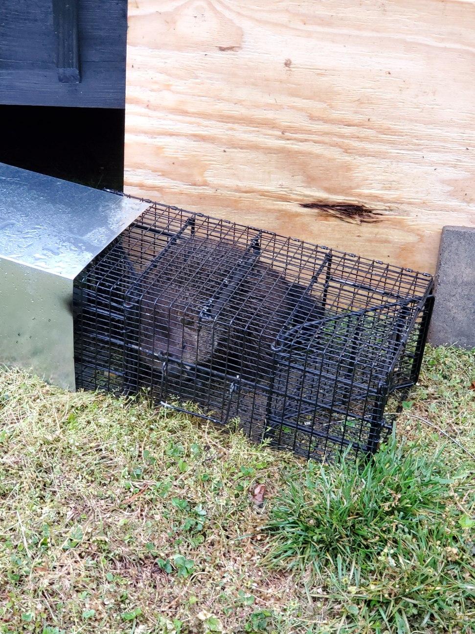 HELP WHEN YOU NEED IT - Comstock Custom Cage