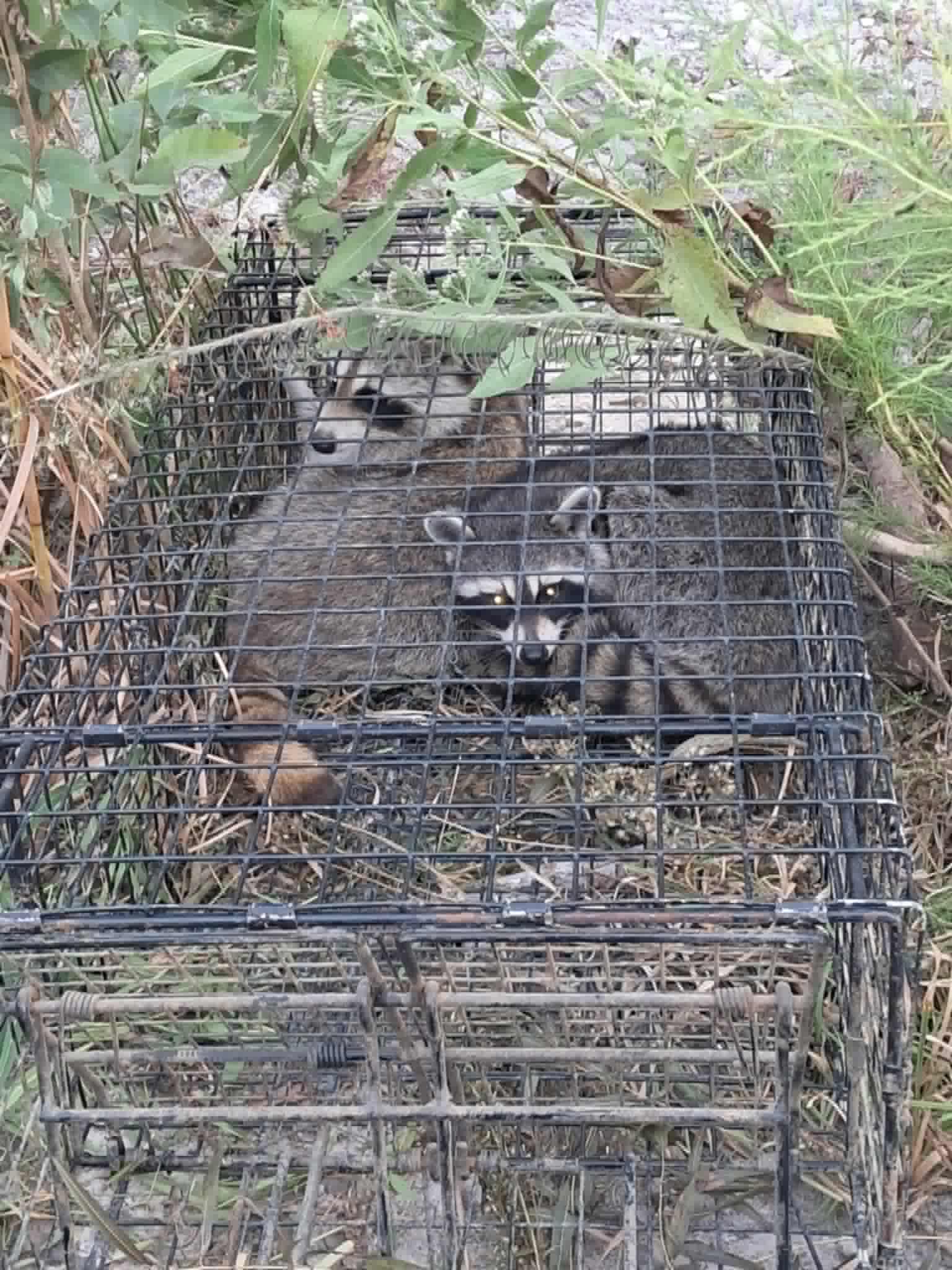 High-Quality Strong Cage & Live Traps for Secure Animal Capture